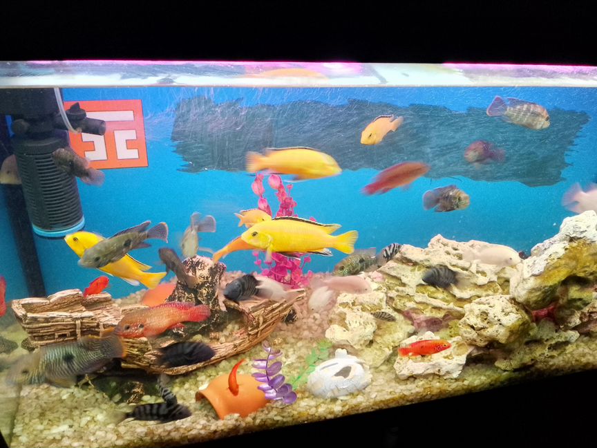 Продам аквариумных рыбок