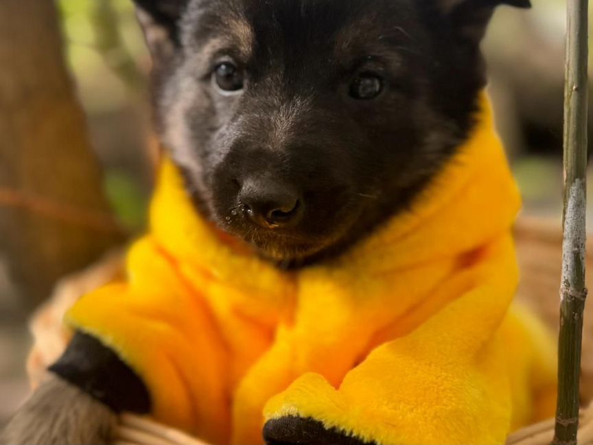 Самый обоятельный