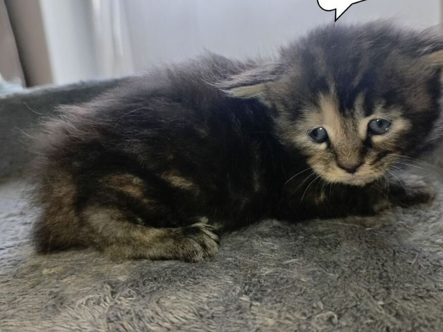 Котята мейн-кун