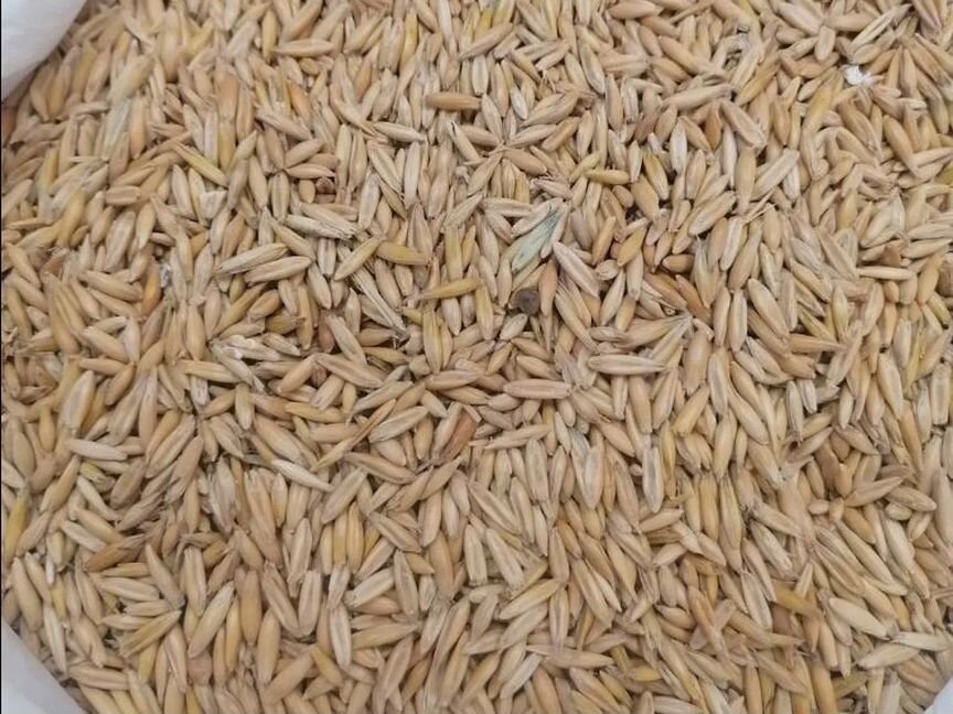 Гречиха, Пшеница яровая корма