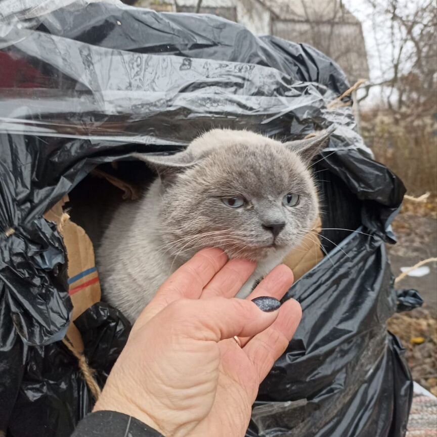 Кот в добрые руки