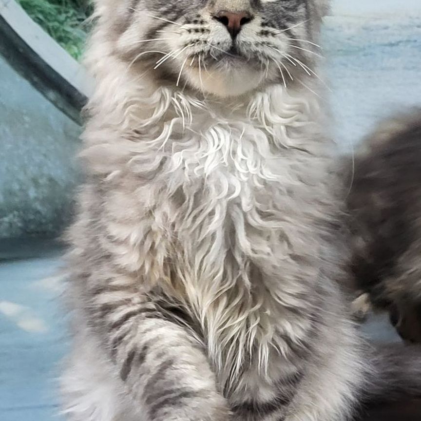 Котята мейн-кун