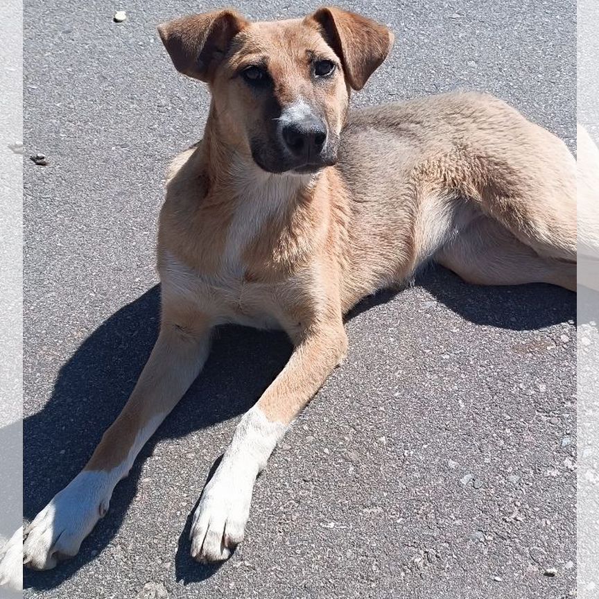 Щенок в добрые руки