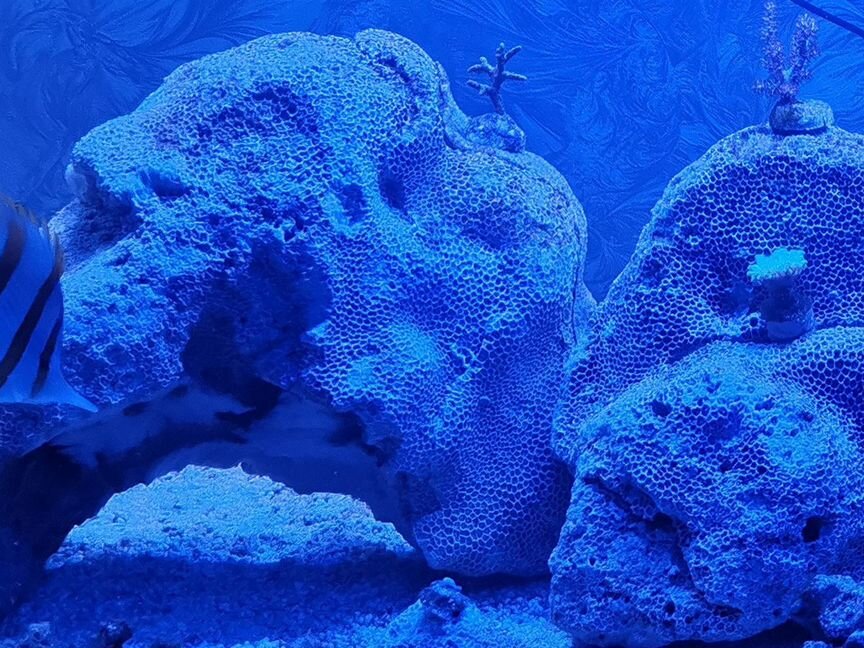 Сухой рифовый камень 10кг