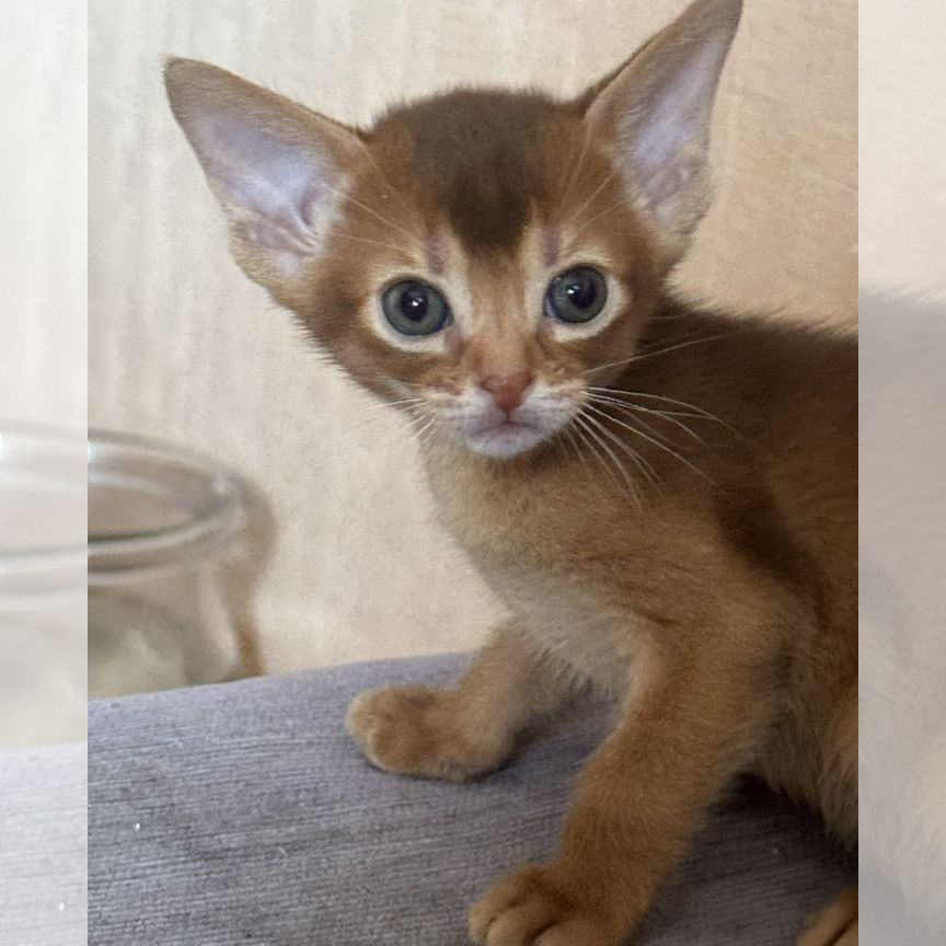 Абиссинский мальчик соррель