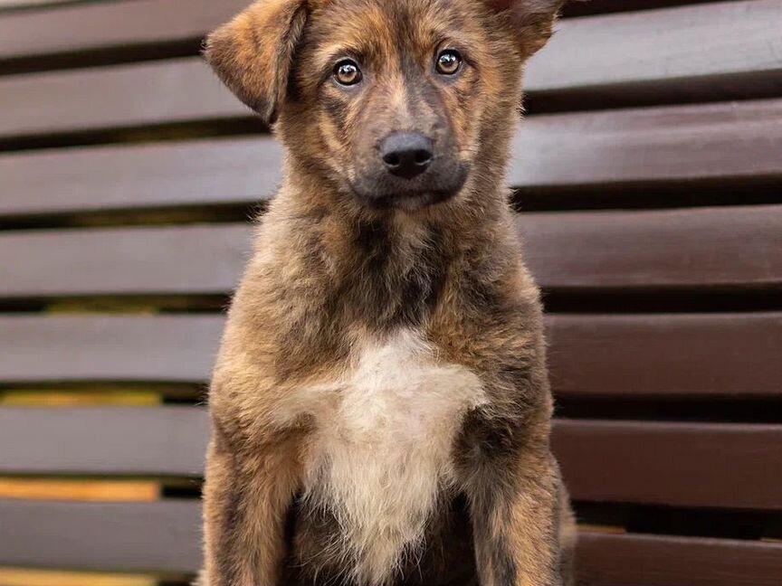 Щенок девочка Хлоя 4 мес ищет дом