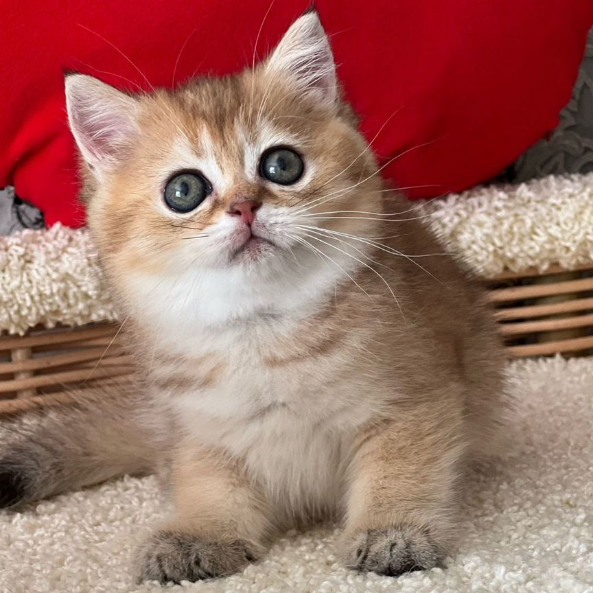 Улианна - клубная британская девочка