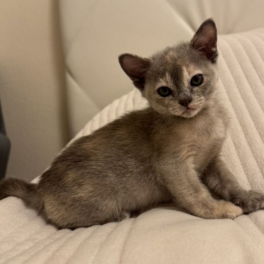 Европейский бурманский котёнок