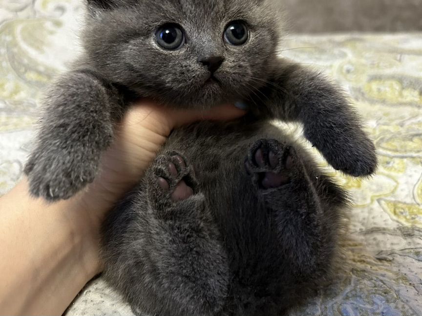 Британские котята
