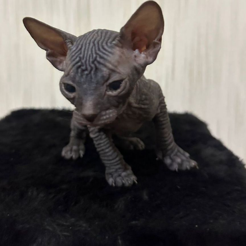 Донской сфинкс котёнок