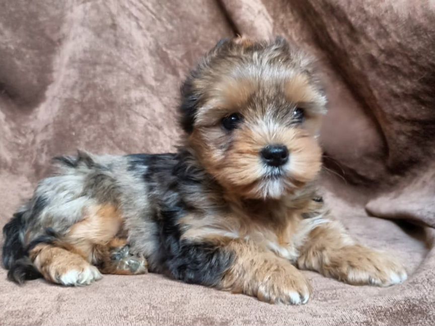 Мраморная красотка