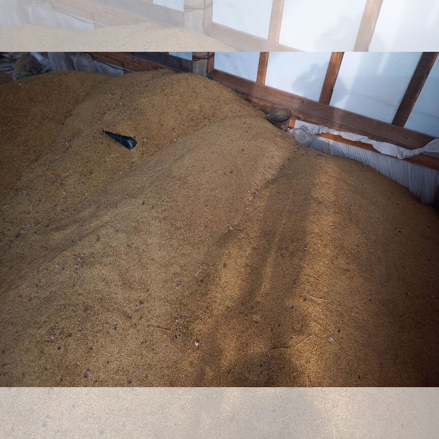 Овес, пшеница