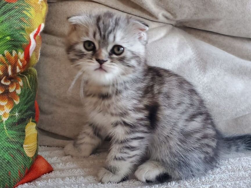 Шотландский вислоухий котик