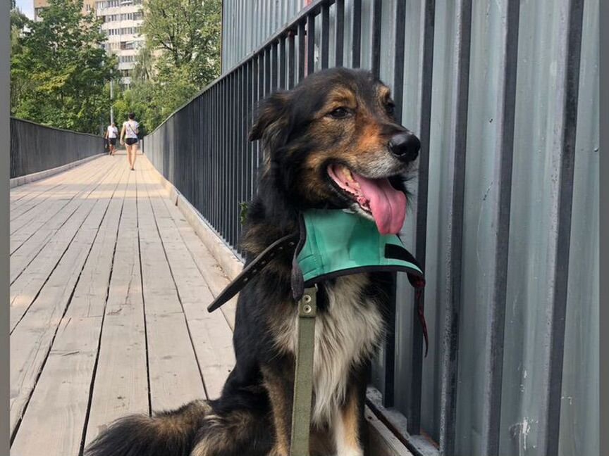 Собака в добрые руки