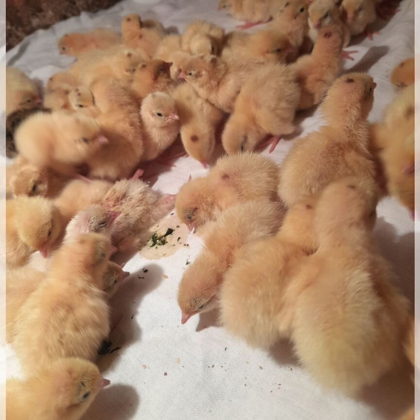 Перепела белый гигант суточные