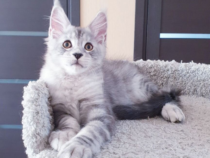 Котята мейн-кун