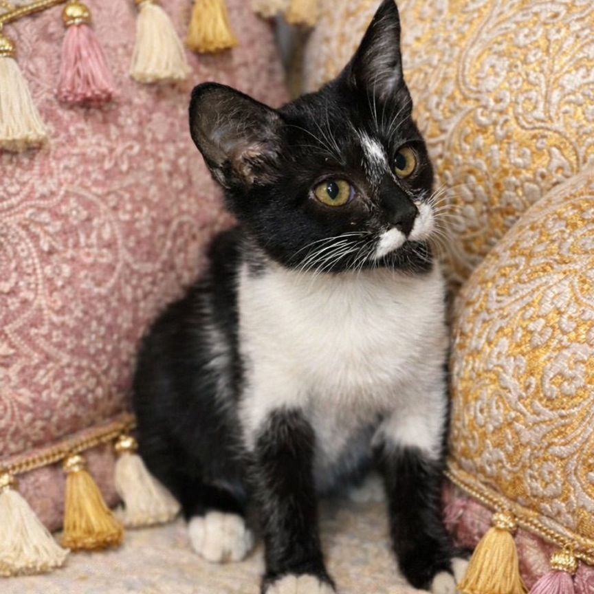 Котёнок в добрые руки