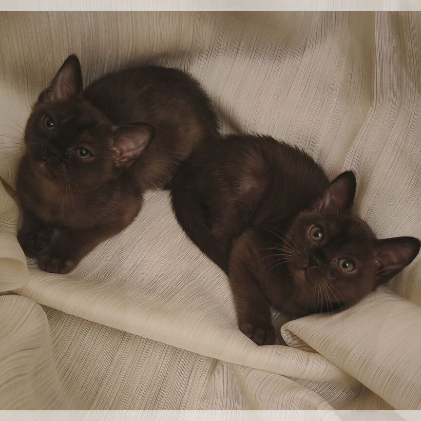 Европейский бурманский котёнок