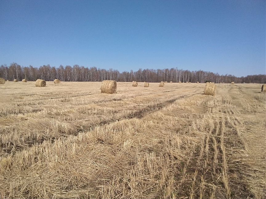 Солома пшеничная мелкая