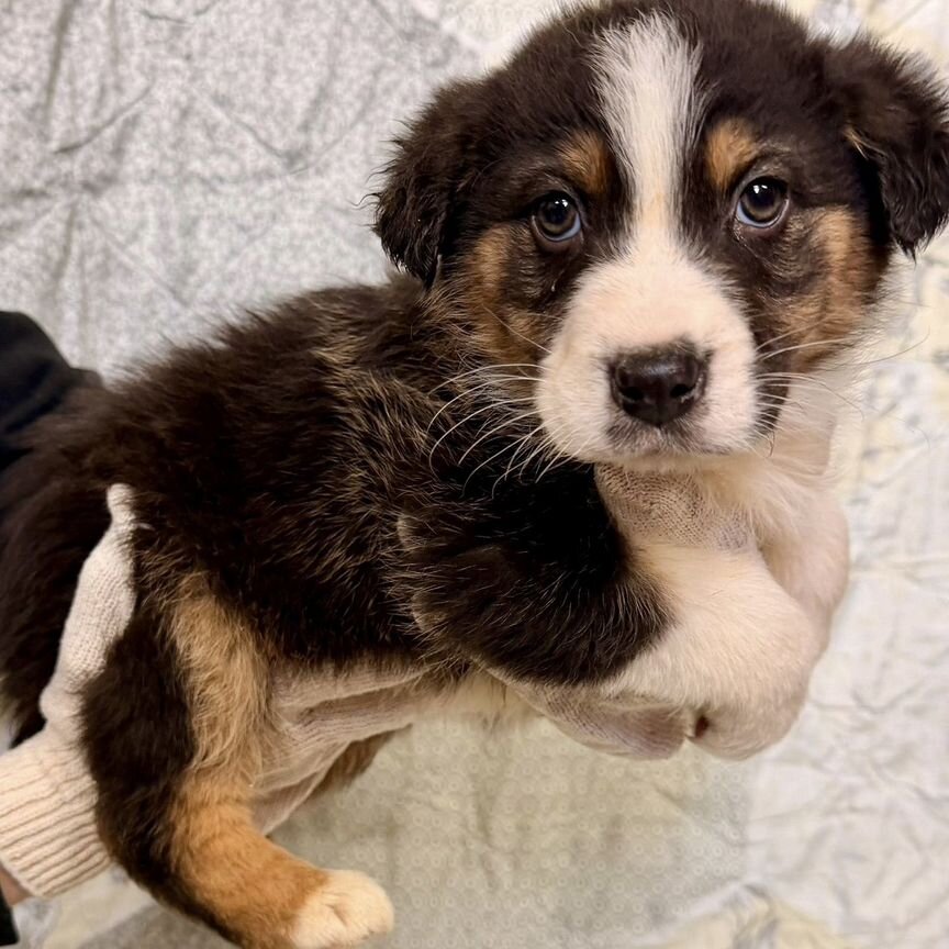 Щенок в добрые руки