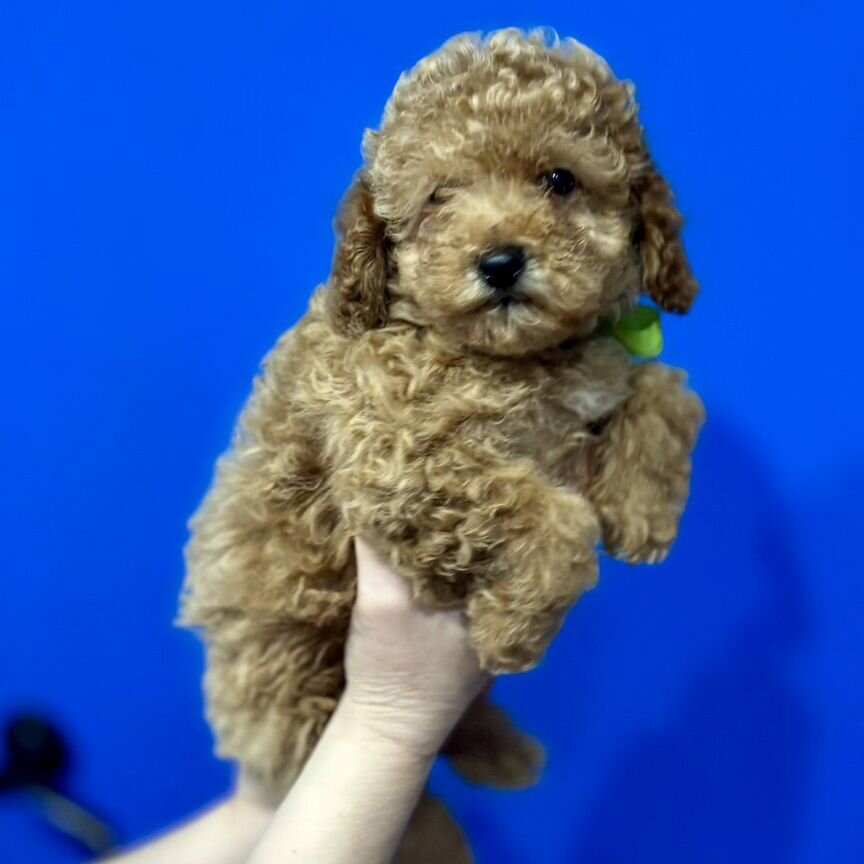 Той-пудель, щенок