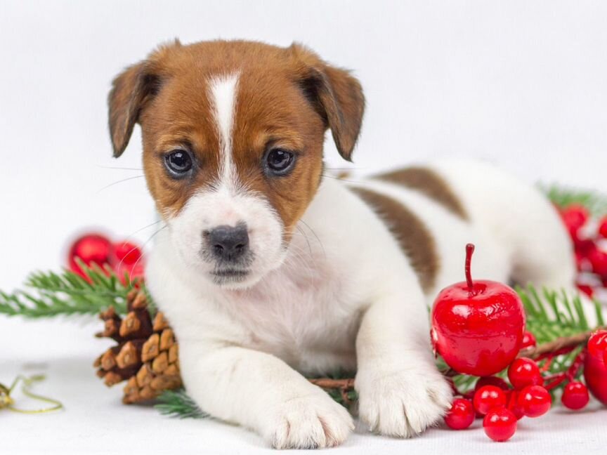 Мальчики и девочки Джек Рассел терьер