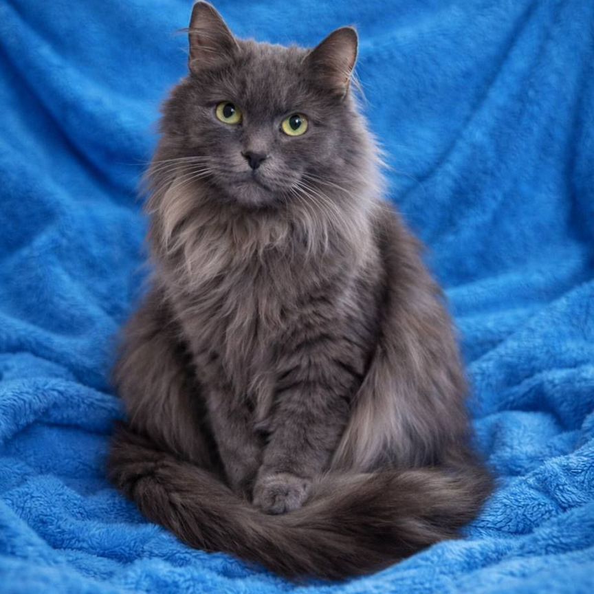 Нибелунг, взрослая кошка