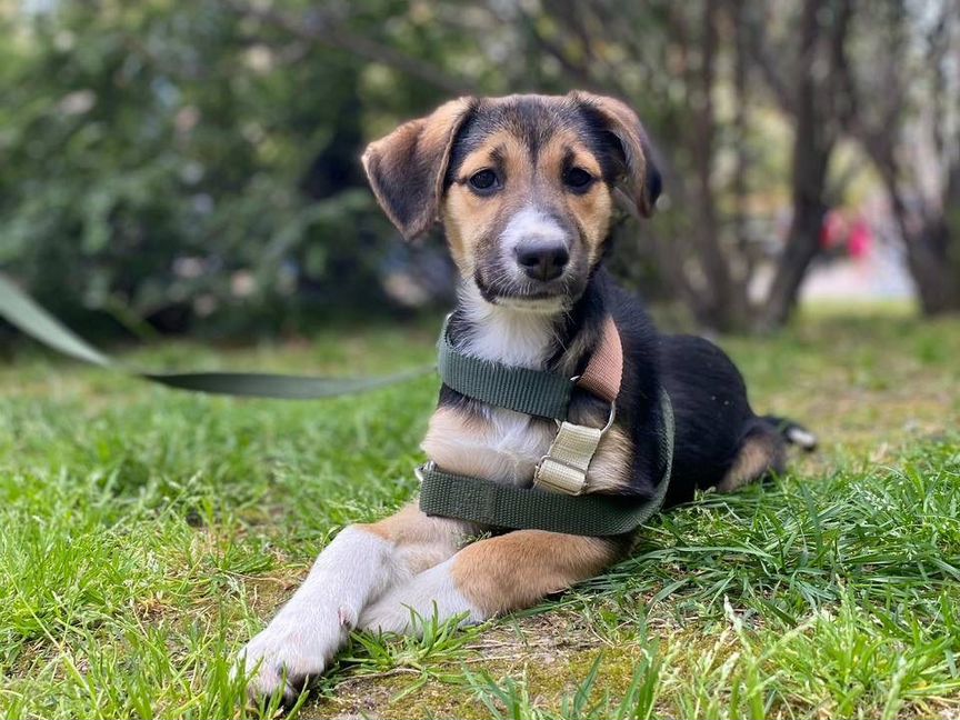 Собака в добрые руки отдам бесплатно