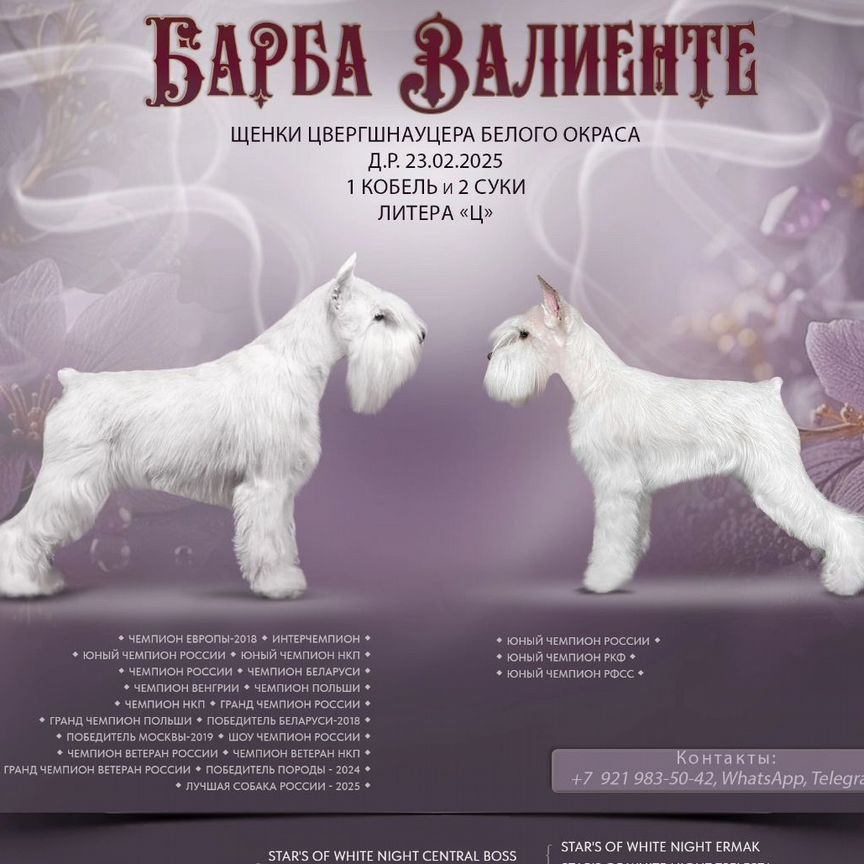 Цвергшнауцер щенки