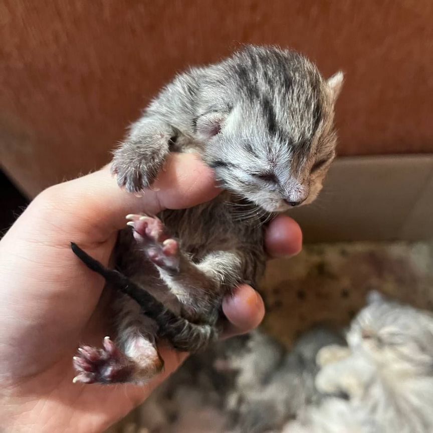 Шотландские вислоухие котята в добрые руки