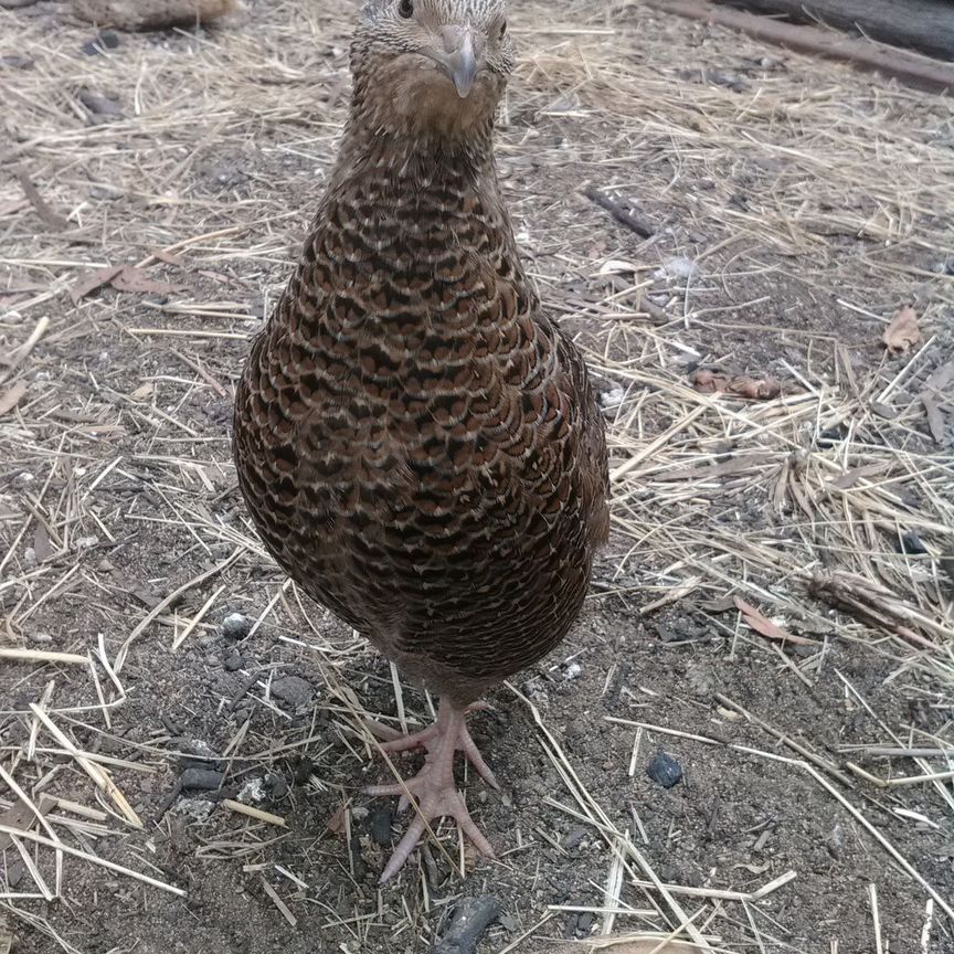 Перепела разные породы