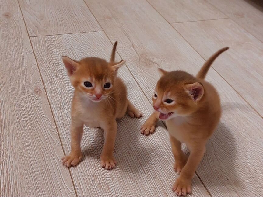 Котята