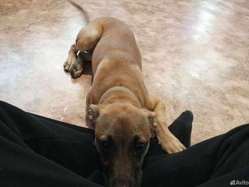 Одам собаку