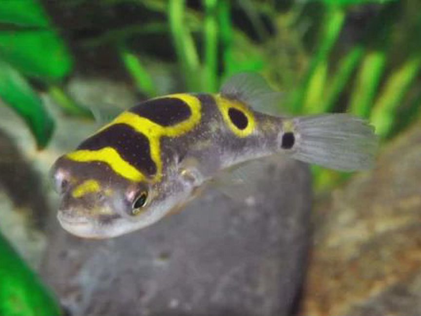 Тетрадон восьмерка