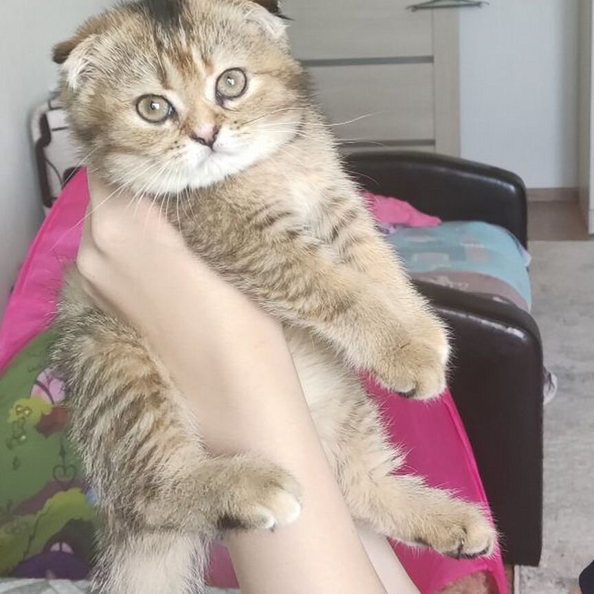 Шотландская вислоухая кошка