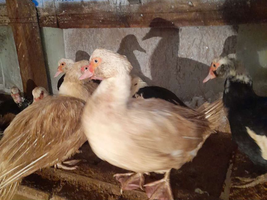 Семья индоуток