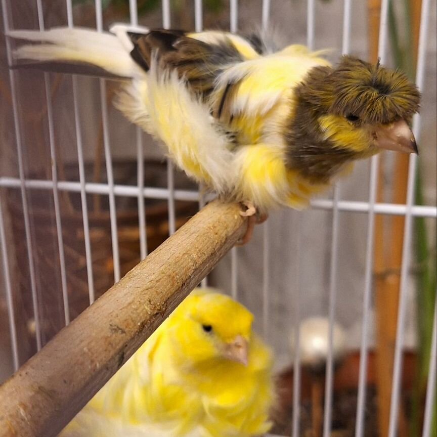 Пара канареек породы падуанская фризе 2024г.р