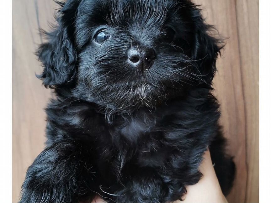 Сладкие девочки