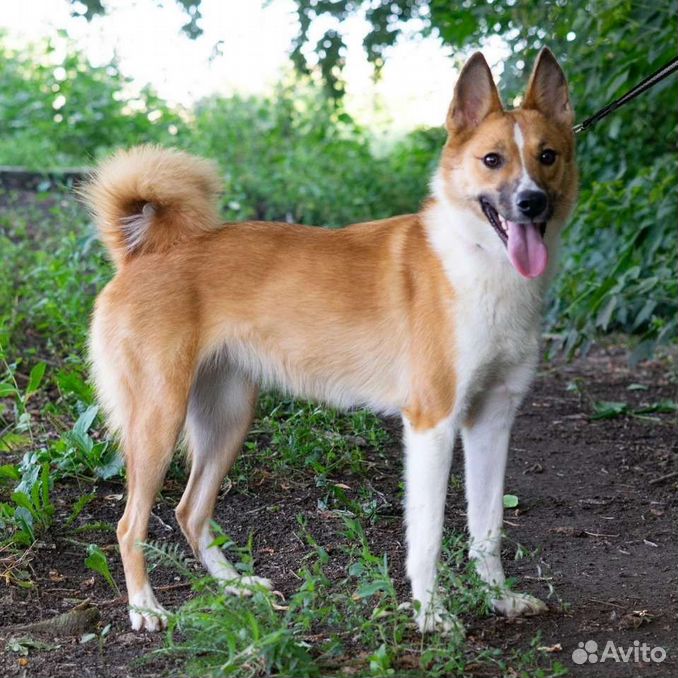 Фенотип лайки