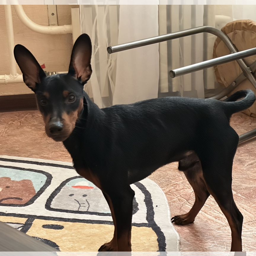 Цвергпинчер, щенок