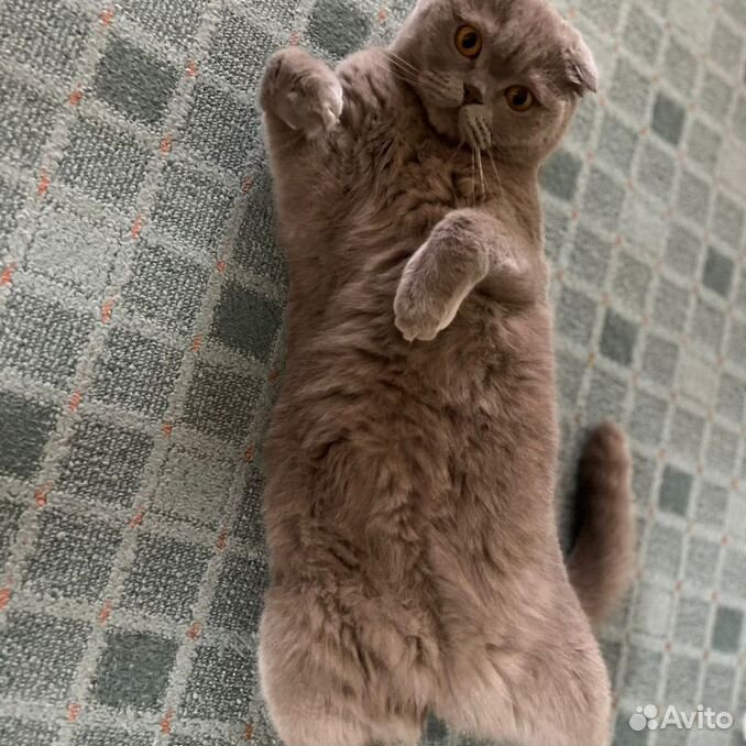 Британский вислоухий кот(отдам)