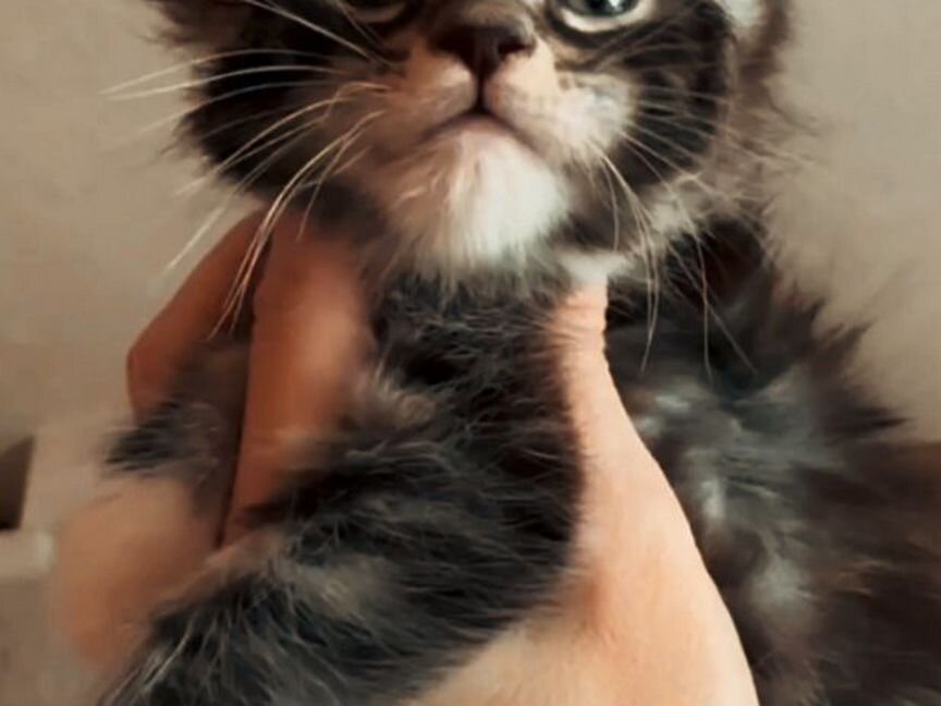 Котята мейн-кун
