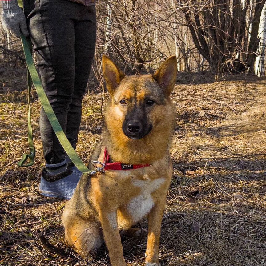 Собачка Фифа