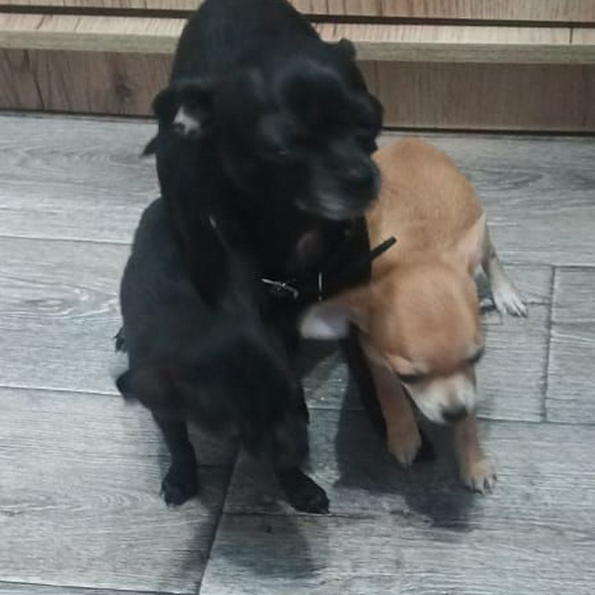 Чихуахуа, щенок