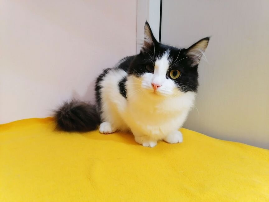 Котята в добрые руки бесплатно