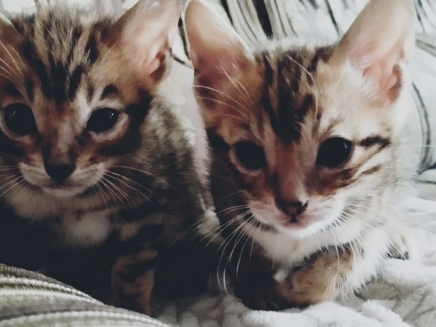 Бенгальские котята