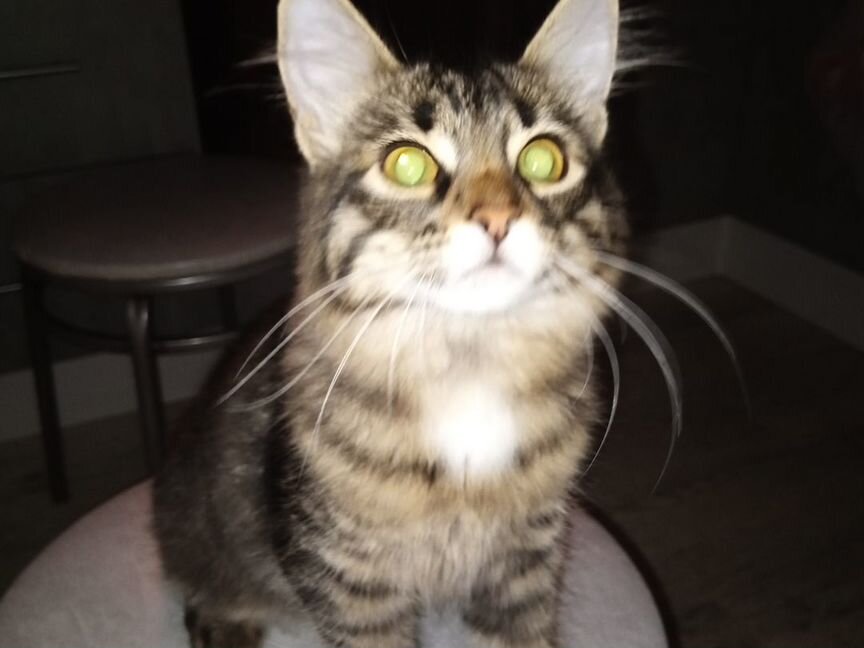 Отдам в добрые руки