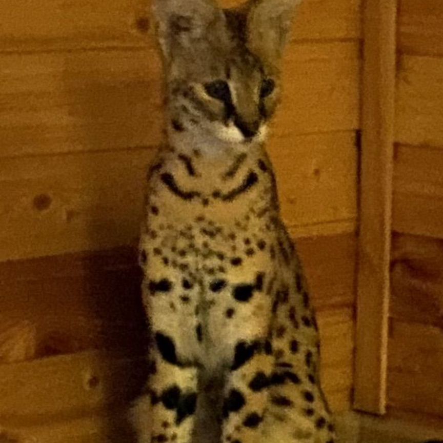 Кошка