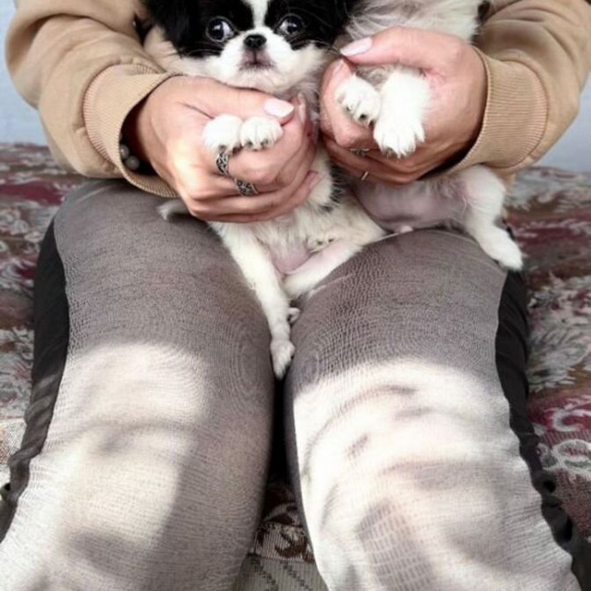 Щенки японский хин