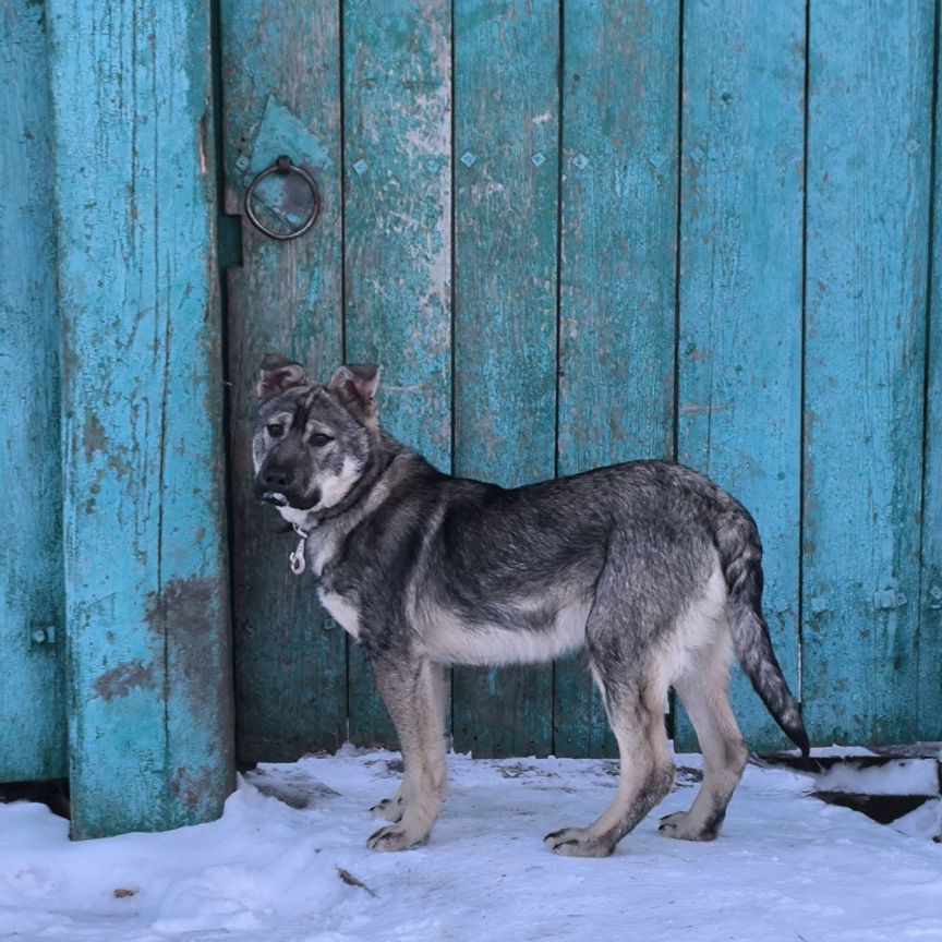 Кобель на охрану